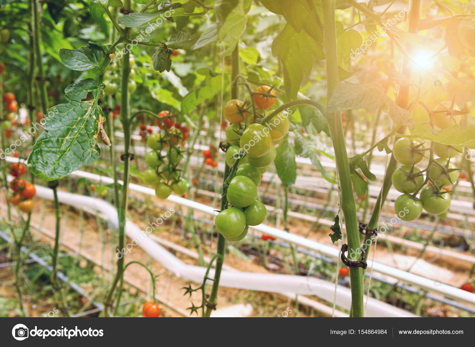 Rows of tomato hydroponic plants in greenhouse.Red tomatoes fresh on ...