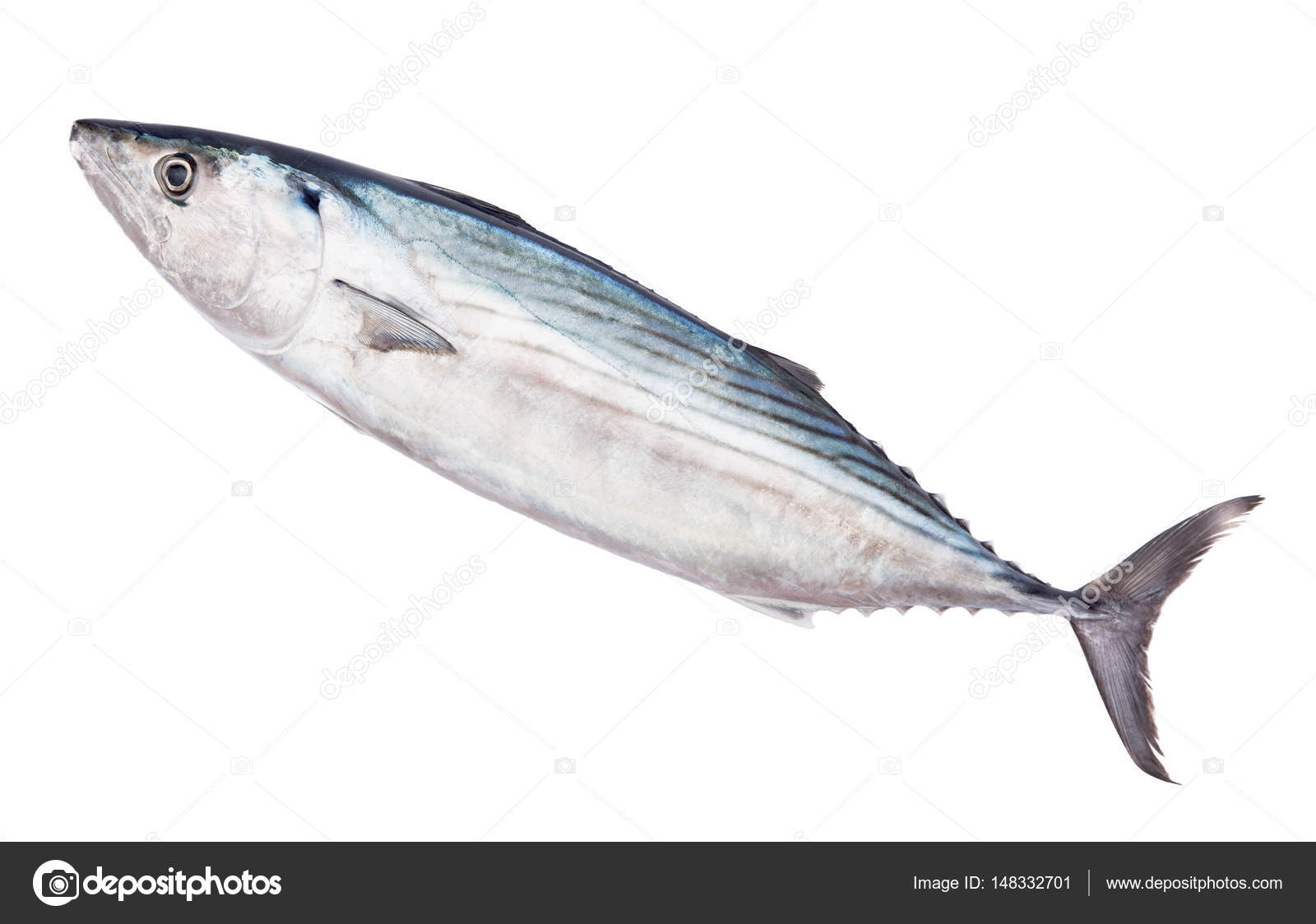 Pelamida isolated on white Stock Photo by ©mladich 148332701