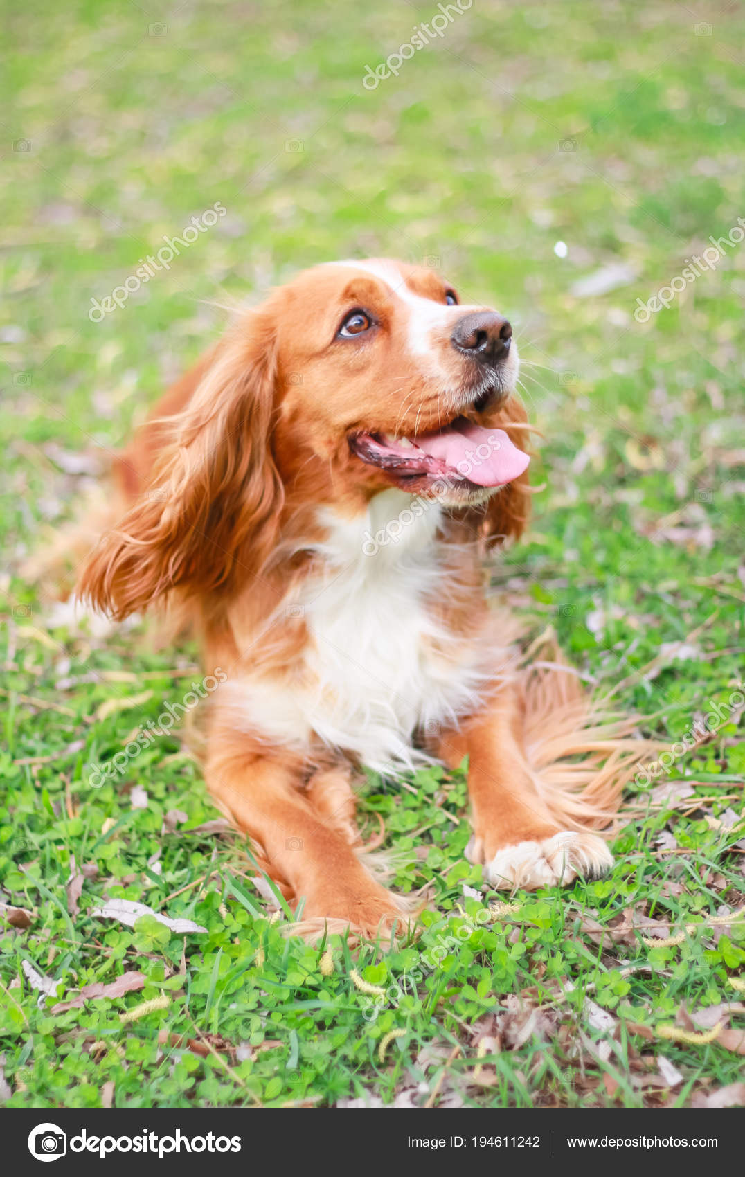 Cocker Spaniel Mejor Amigo Del Hombre: fotografía de stock © StudioRN ...