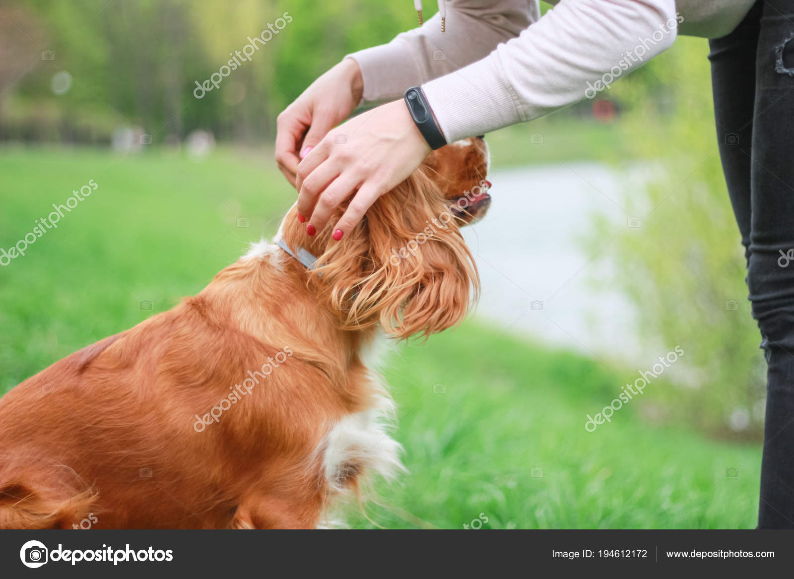 Cocker Spaniels Man Best Friend — Stock Photo © StudioRN #194612172