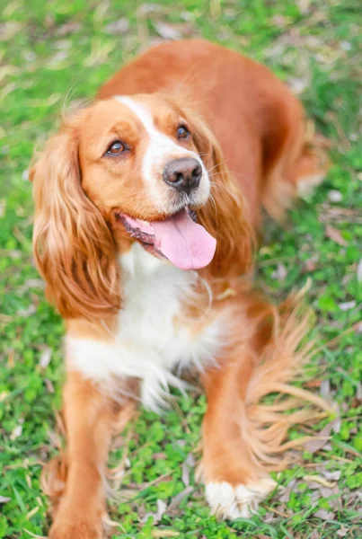 Welsh springer spaniel Stock Photos, Royalty Free Welsh springer ...