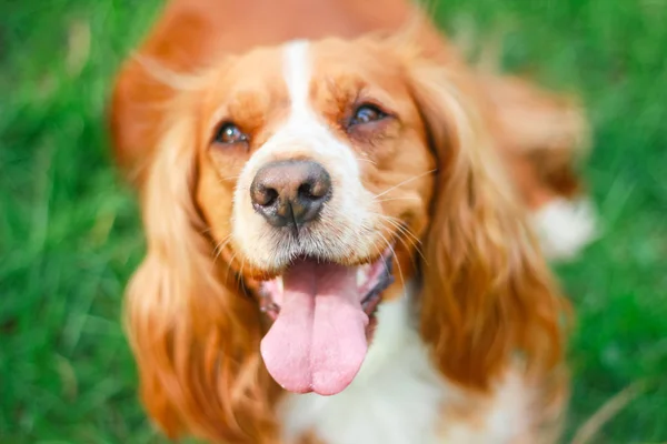 Welsh springer spaniel Stock Photos, Royalty Free Welsh springer ...
