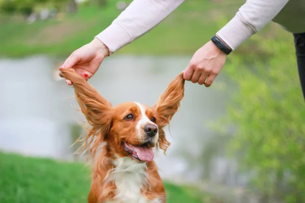 Cocker Spaniels Man Best Friend — Stock Photo © StudioRN #194612172