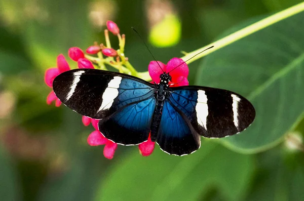 Doris longwing borboleta Stock Photos, Royalty Free Doris longwing ...