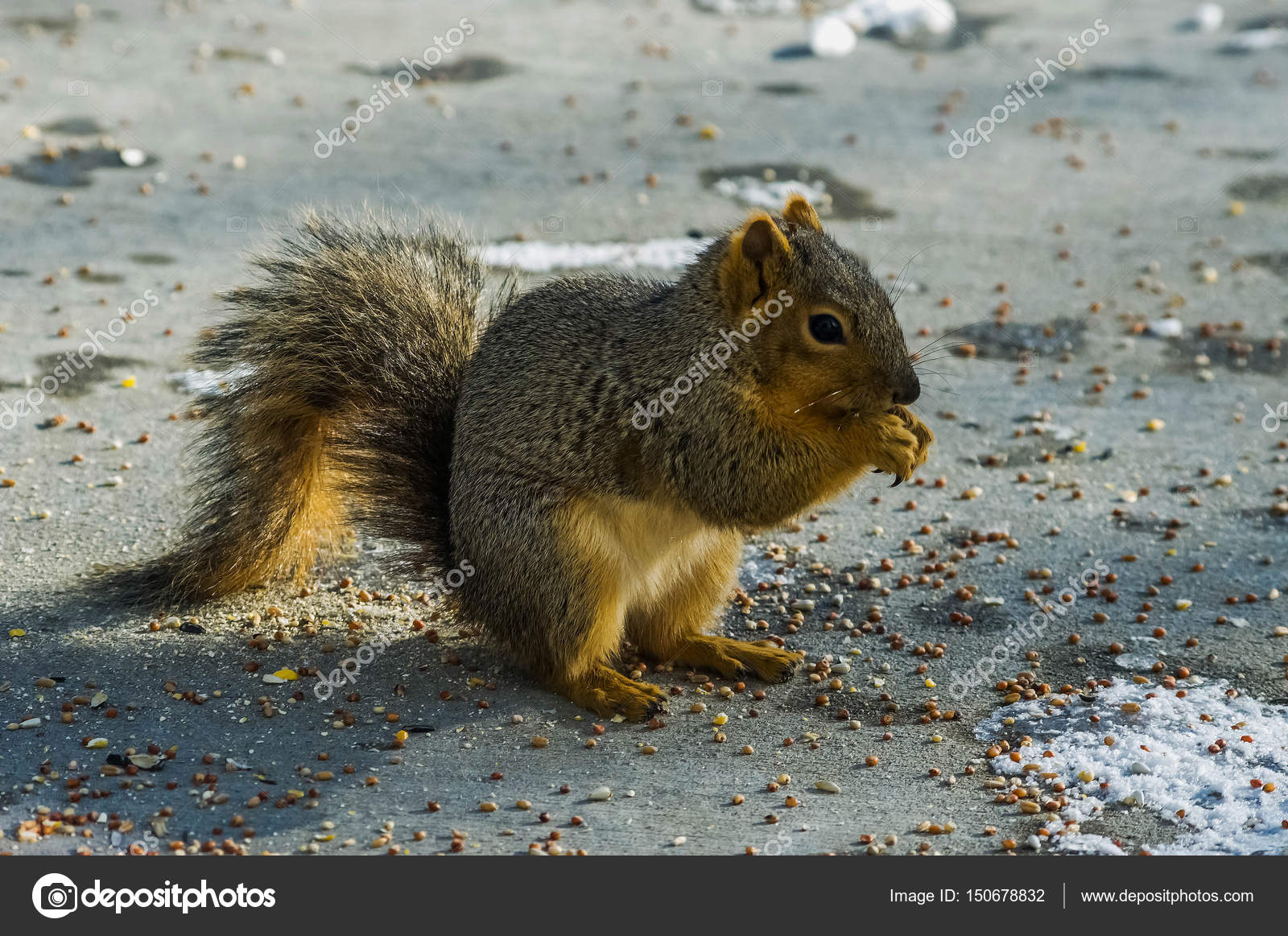Squirrels Chew Screen at Emily Jenkins blog Squirrels Chew Screen at Emily Jenkins blog