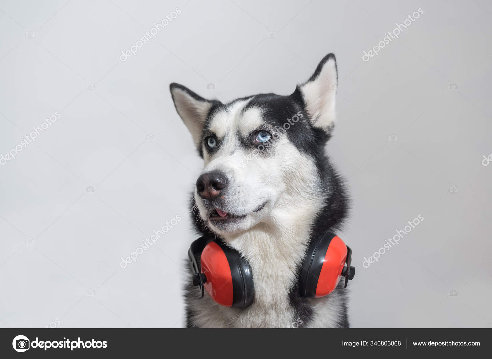 Are Siberian Husky Protective