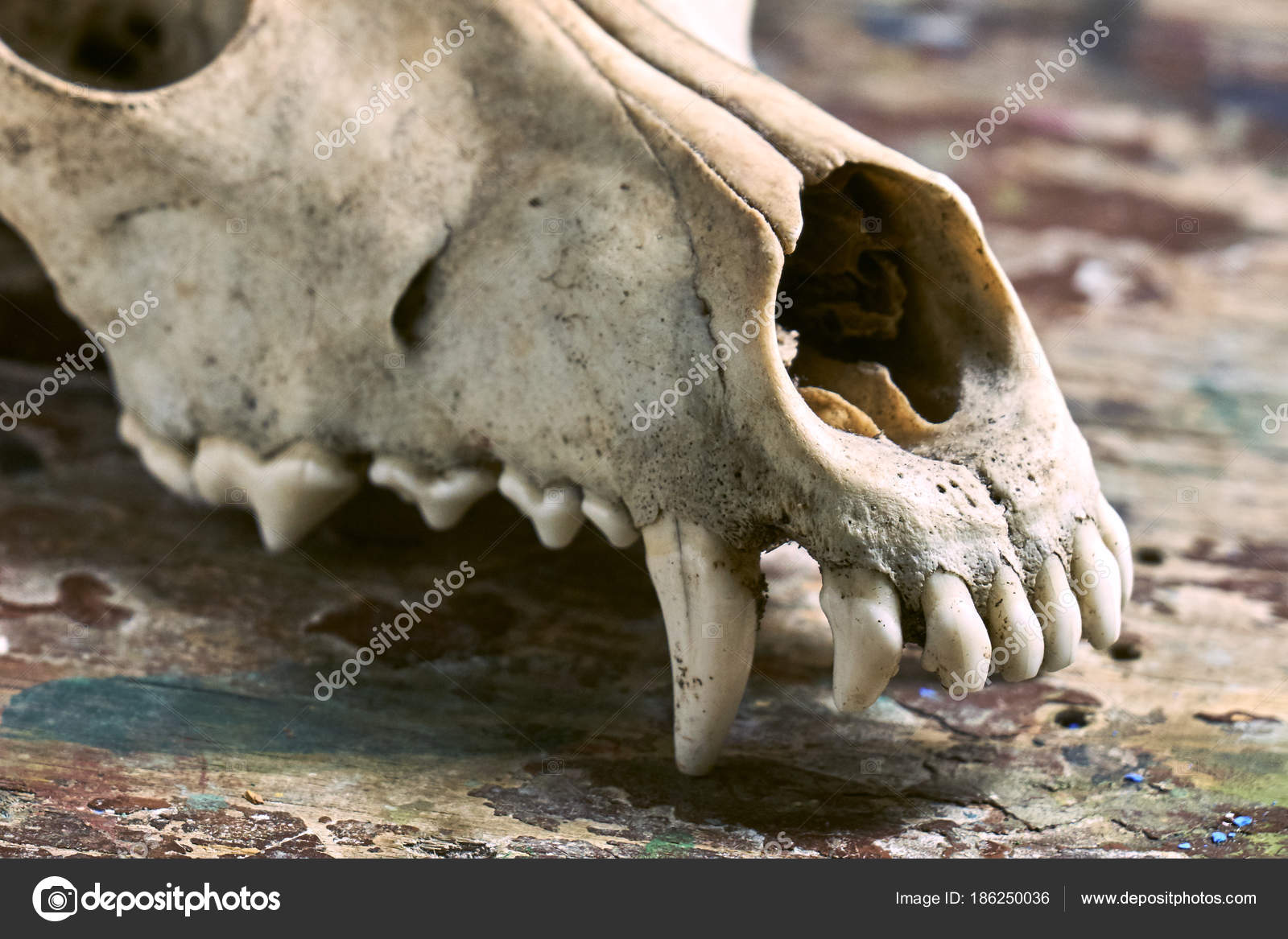 Dog scull without lower jaw — Stock Photo © astrophytum #186250036