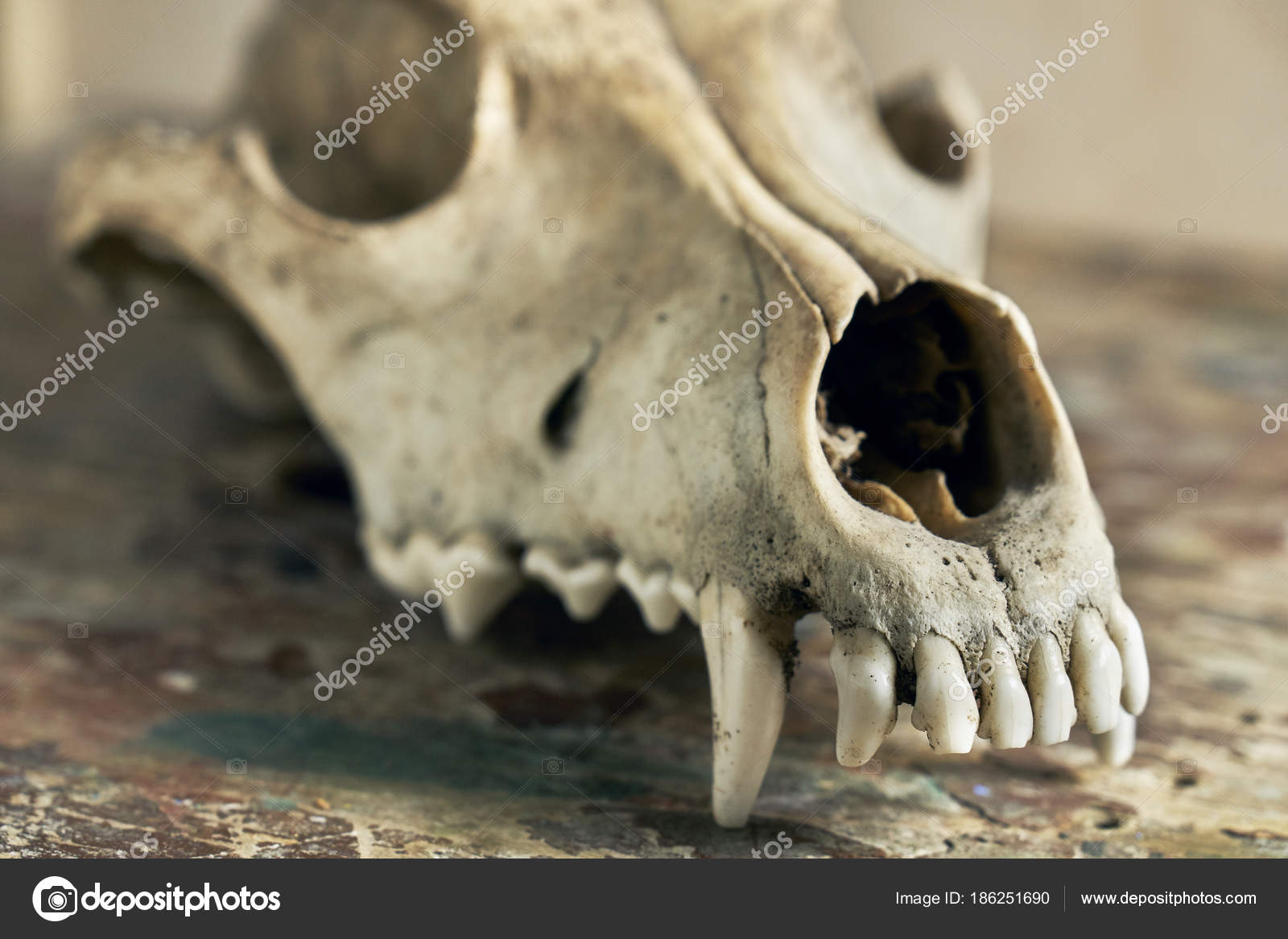 Dog scull without lower jaw — Stock Photo © astrophytum #186251690