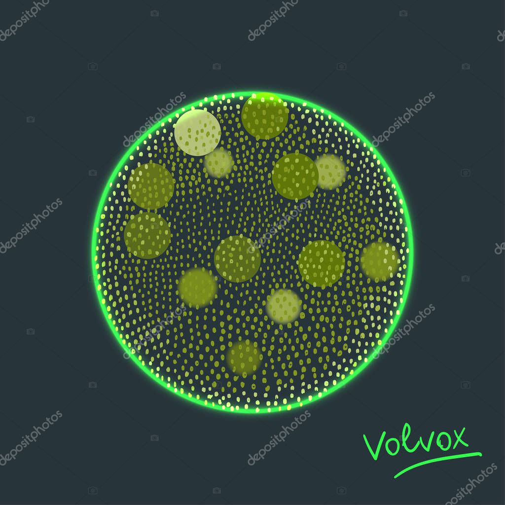 Ilustración vectorial del género Volvox-polifilético de algas verdes ...