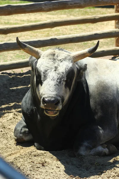 Happy bull Stock Photos, Royalty Free Happy bull Images | Depositphotos