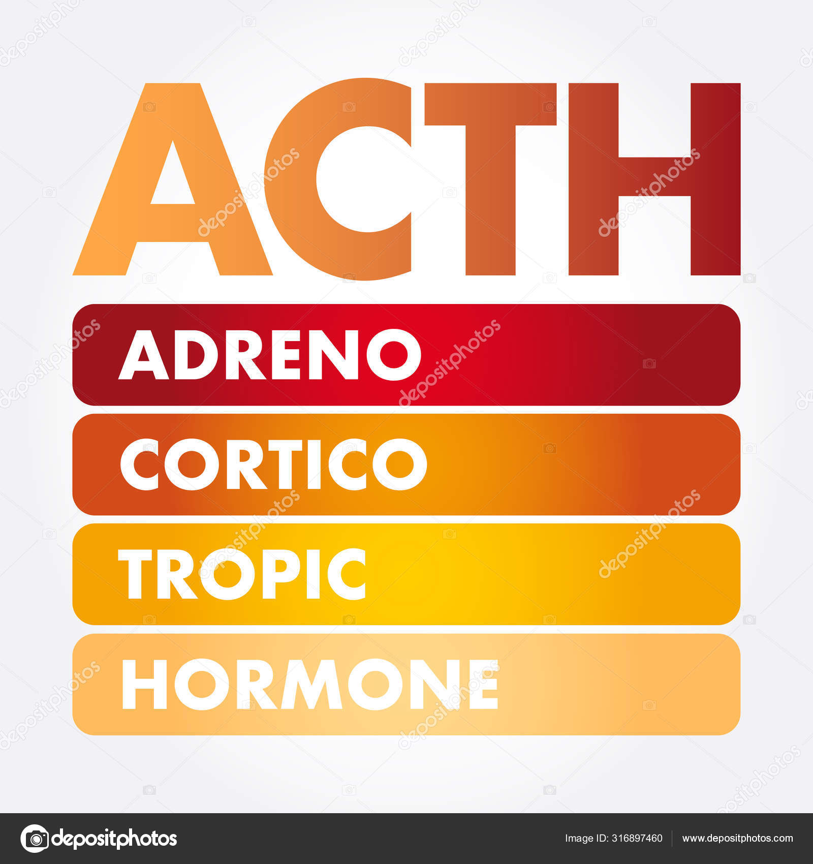 ACTH - Adrenocorticotropic hormone acronym Stock Vector Image by ...