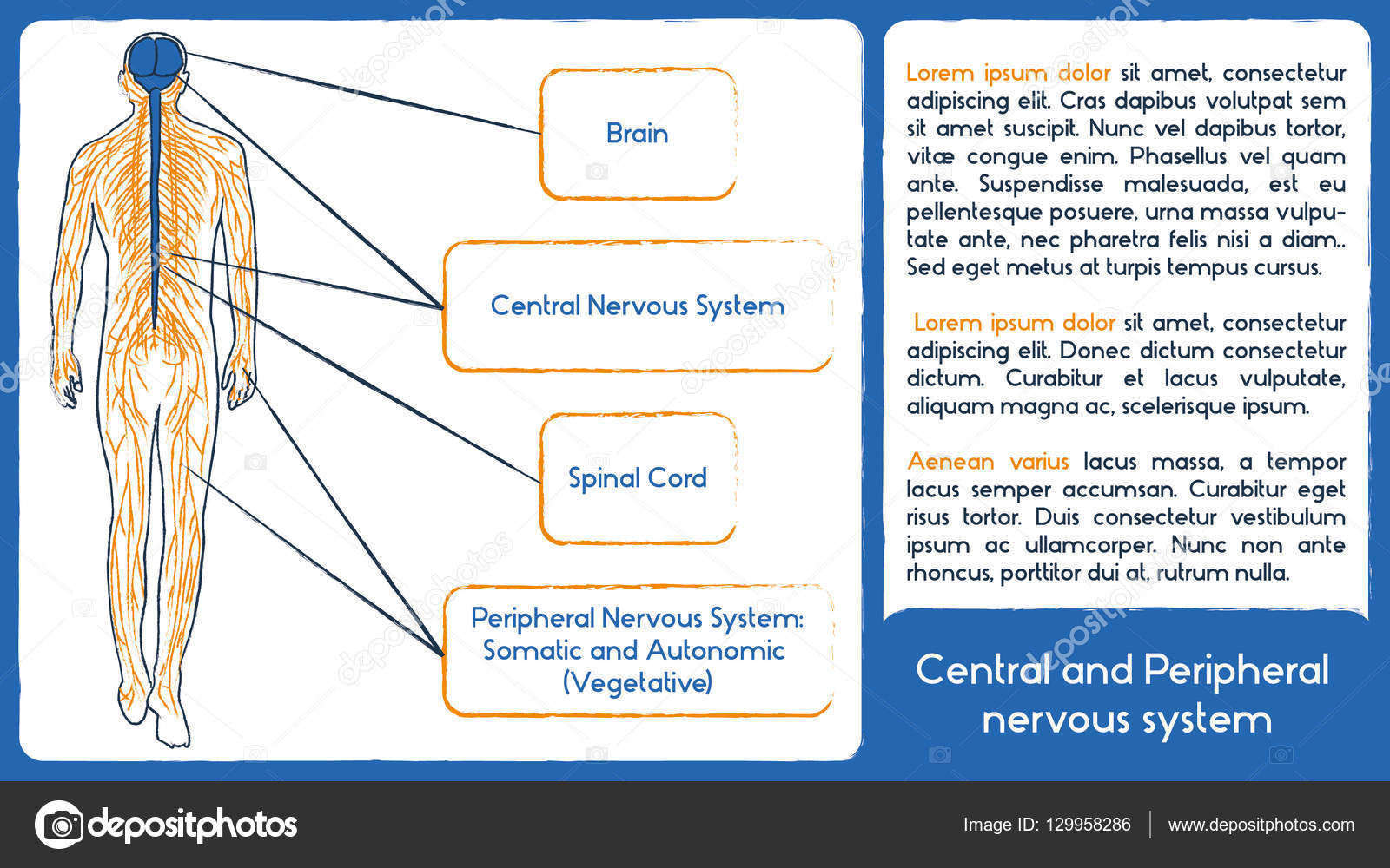 Peripheral Nervous System Diagram