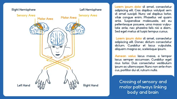 Asimetr a biol gica. Esquema vectorial. Cerebro y cuerpo. 2024