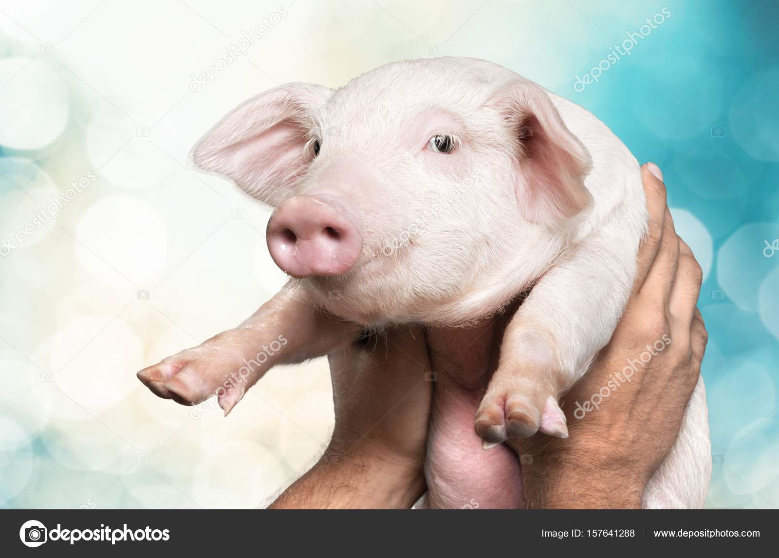 Hands holding Cute piglet — Stock Photo © billiondigital #157641288