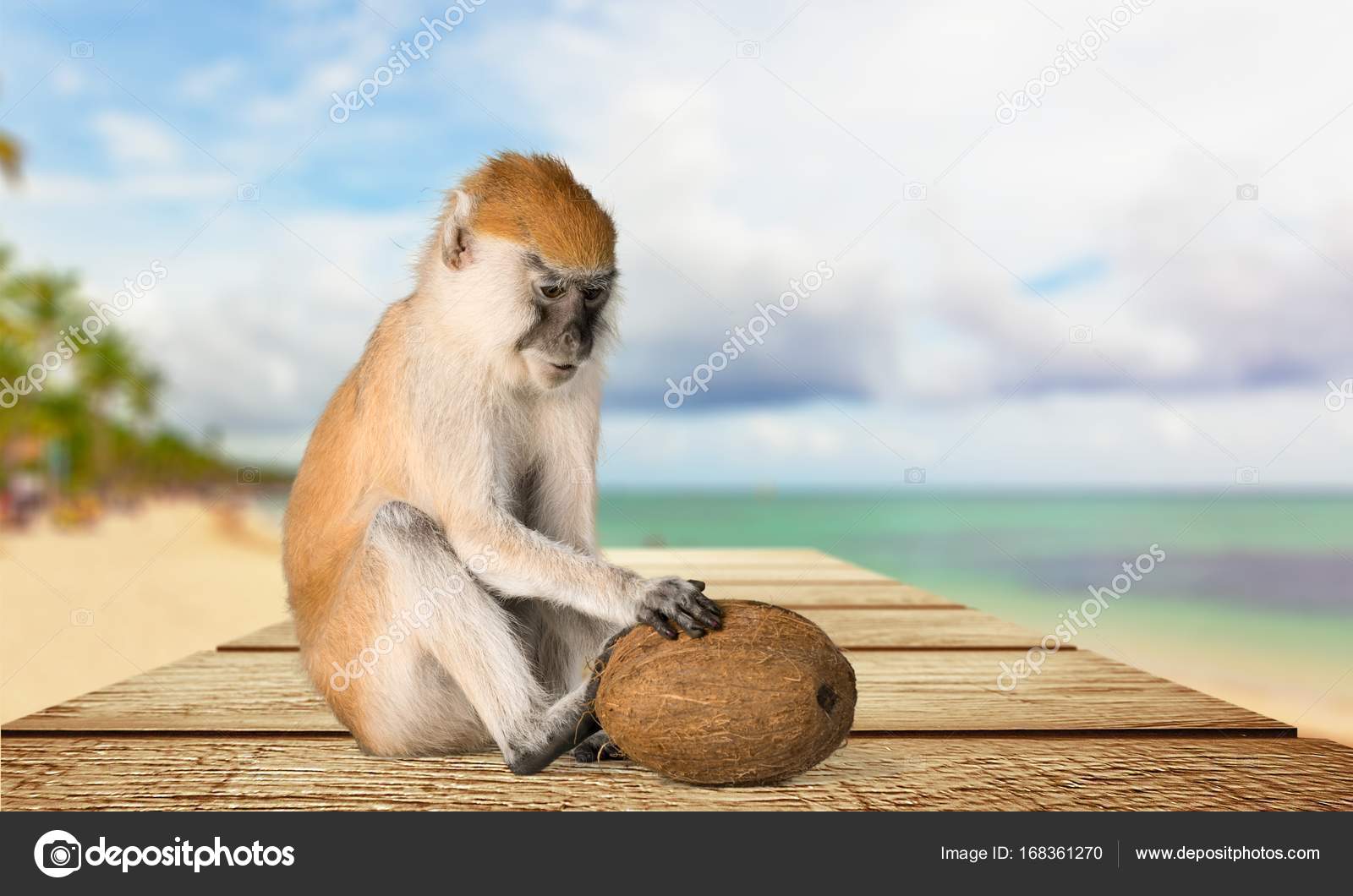 Cute monkey with coconut — Stock Photo © billiondigital #168361270
