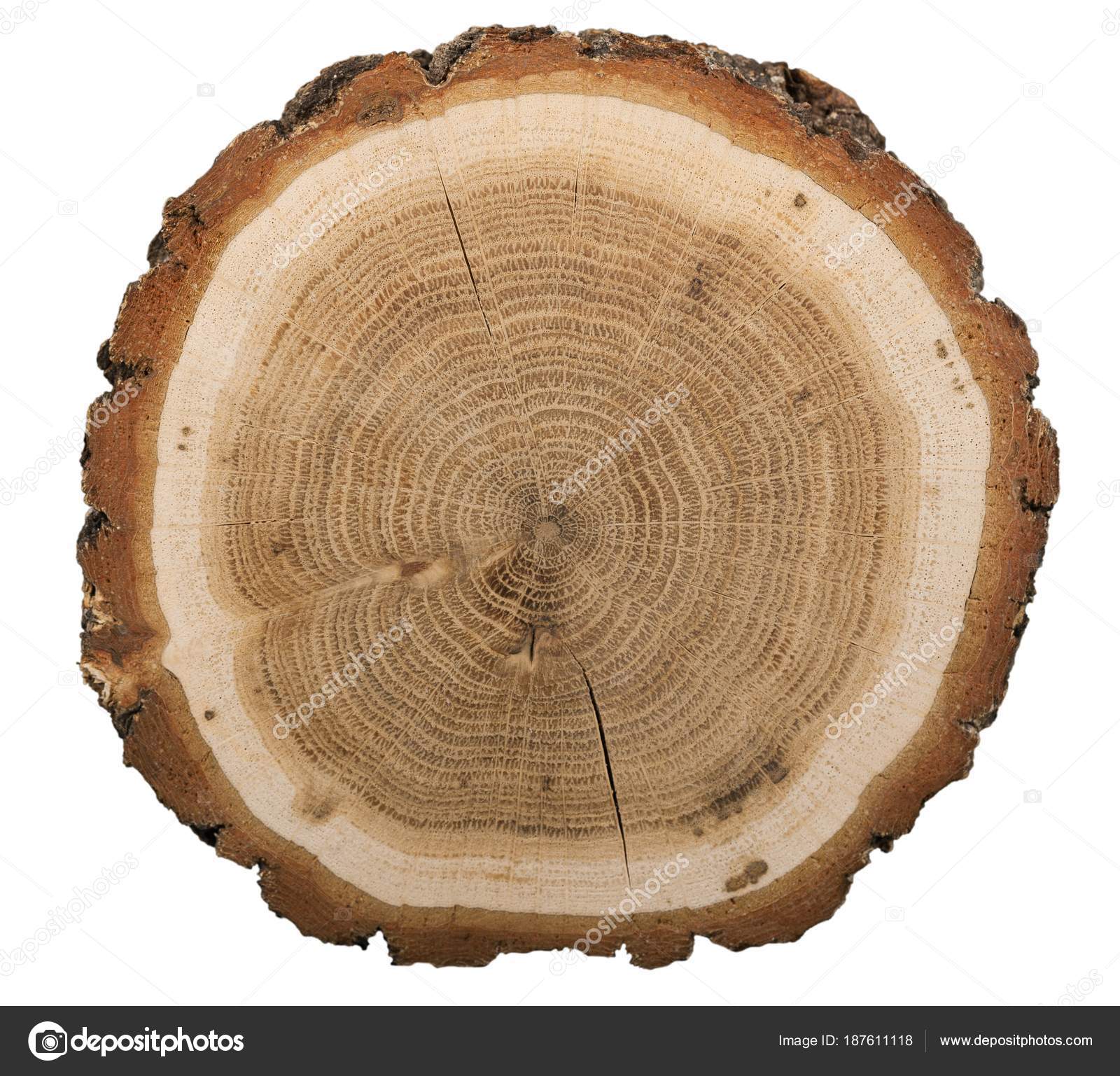 Round cut of tree ⬇ Stock Photo, Image by © billiondigital #187611118