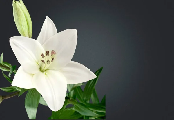 Beautiful white lily Stock Photo by ©billiondigital 154670436