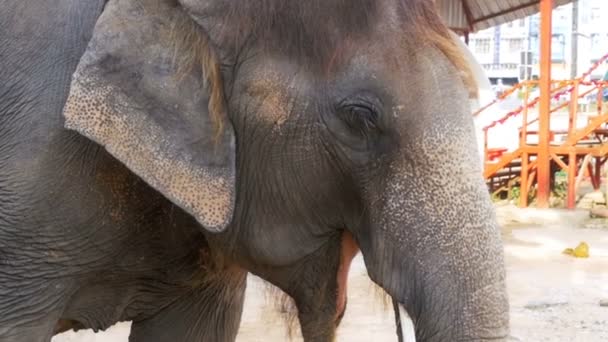 492 Elephant farm Videos, Royalty-free Stock Elephant farm Footage ...