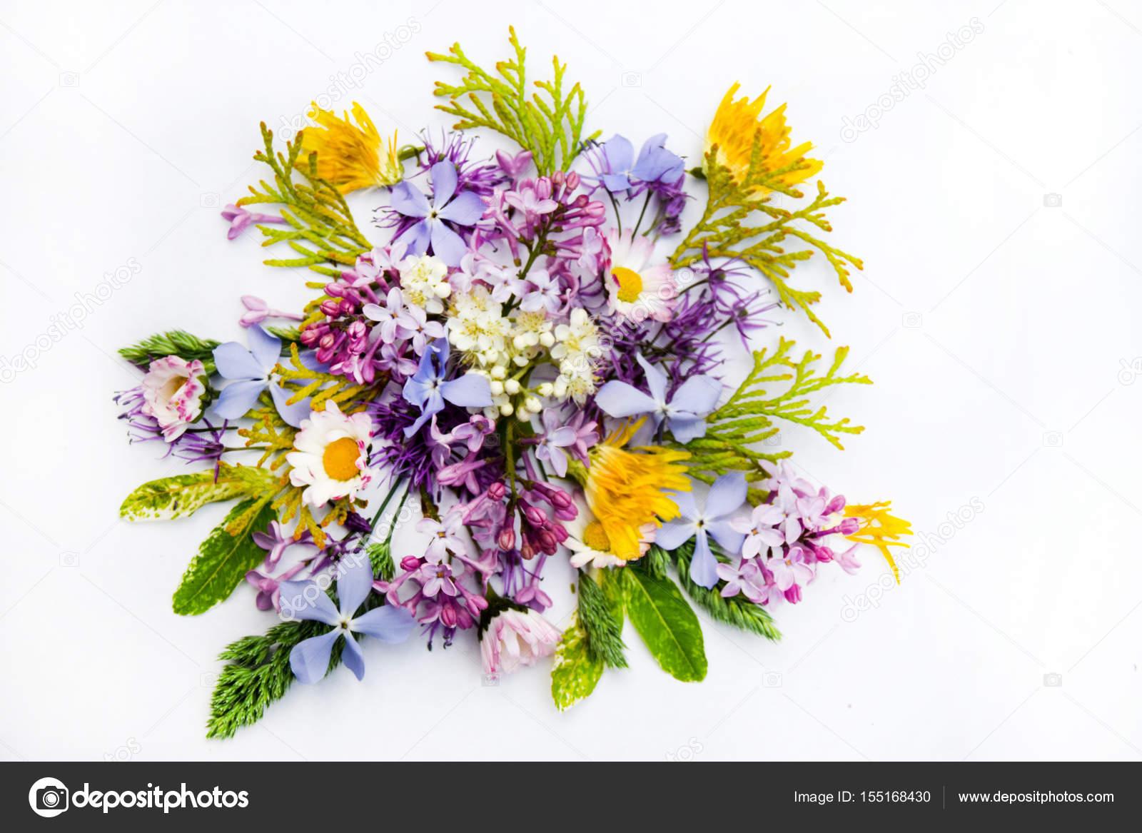 Spring Flowers On White Background Pictures | Best Flower Site