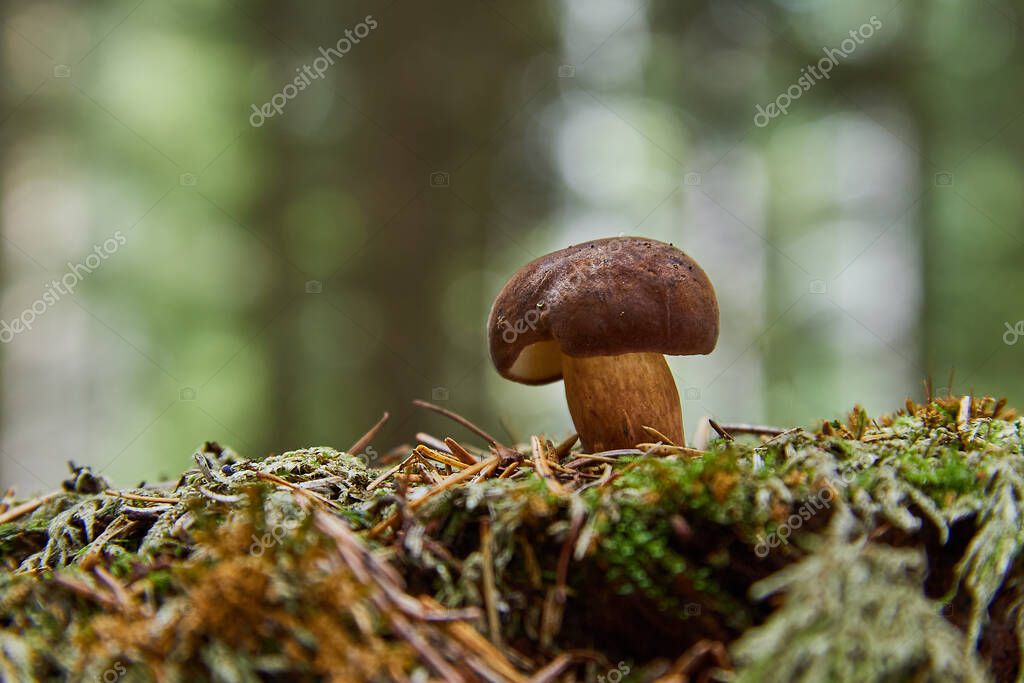 Bolete de la bahía (Boletus badius, Xerocomus badius) en el bosque de ...