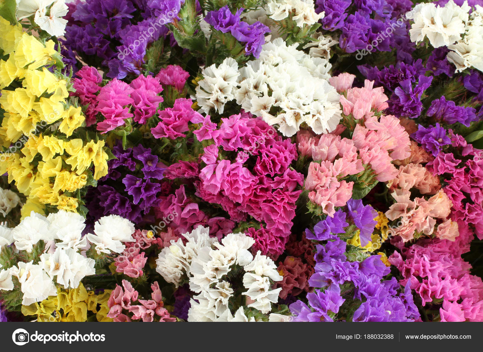 Pink Purple Yellow White Statice Flowers Limonium Background — Stock ...