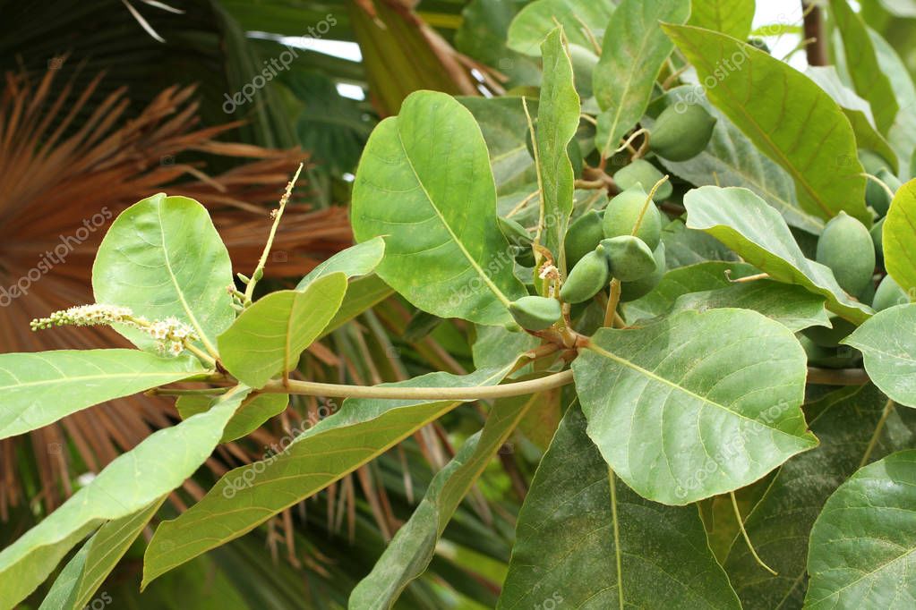 Color verde frutos de almendra india inmaduros en el árbol (almendra ...