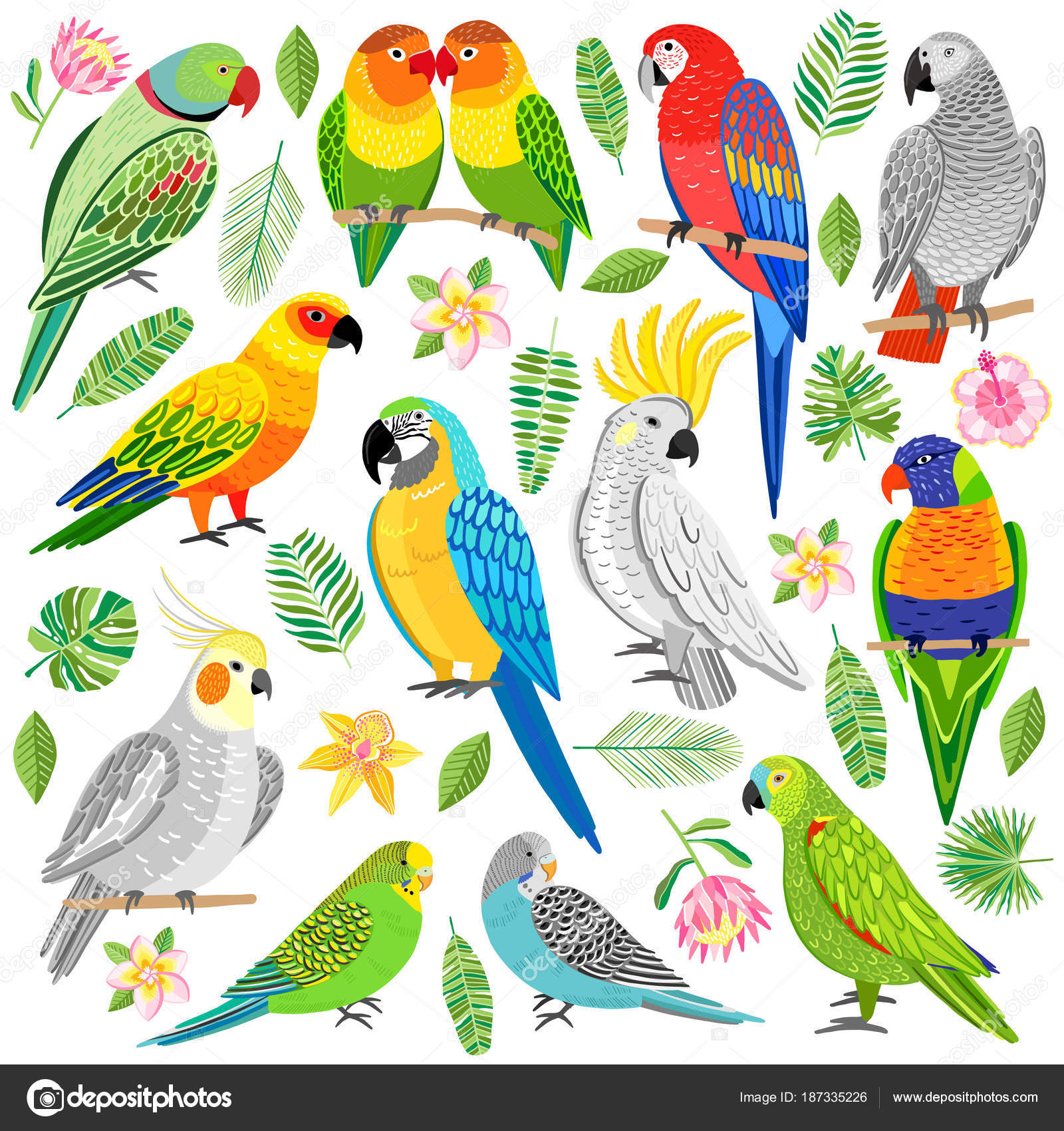 Vector parrot illustration. Tropical bird isolated Stock Vector Image ...