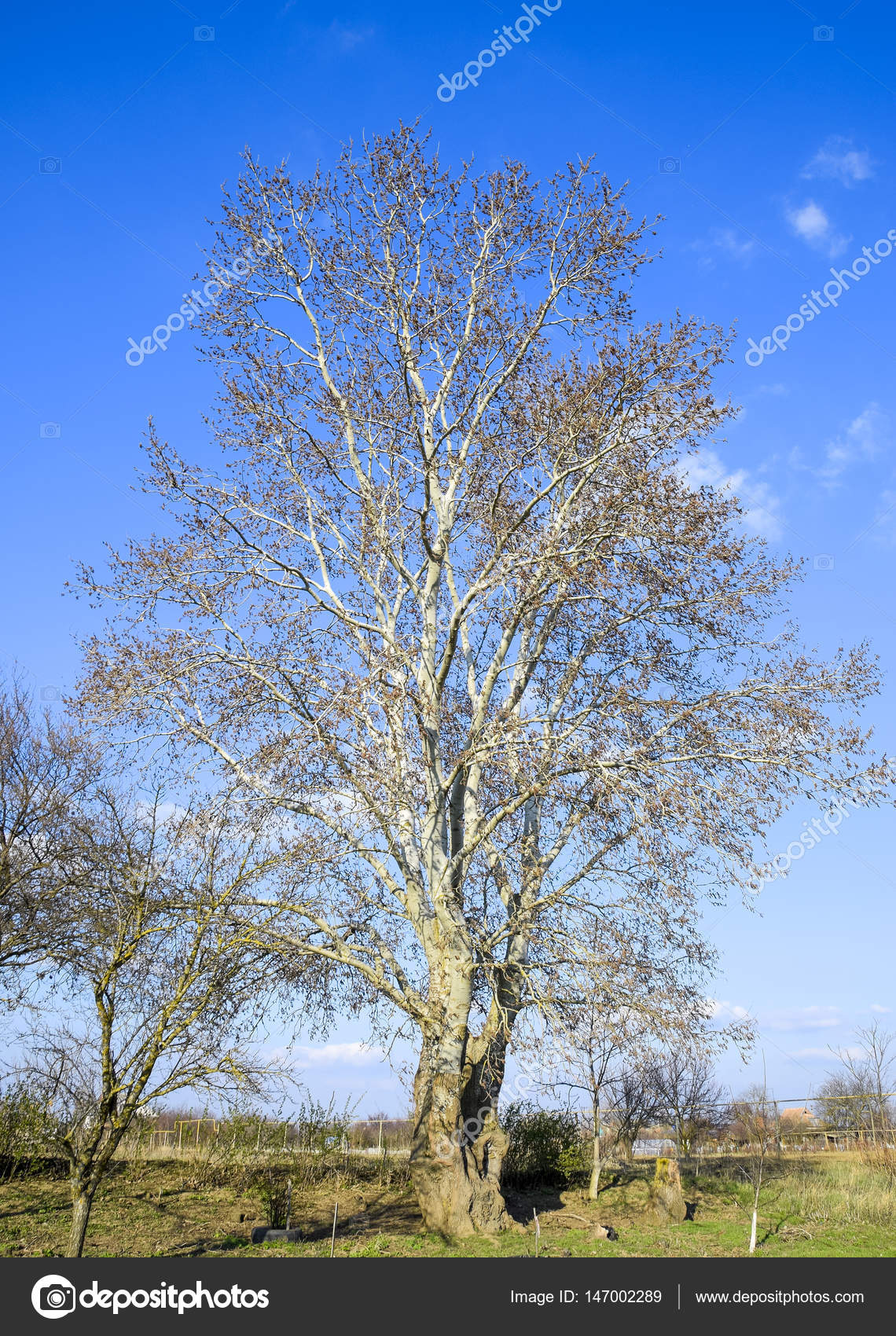 White Poplar Tree Flowers