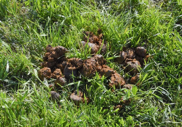 Goat feces Stock Photos, Royalty Free Goat feces Images | Depositphotos