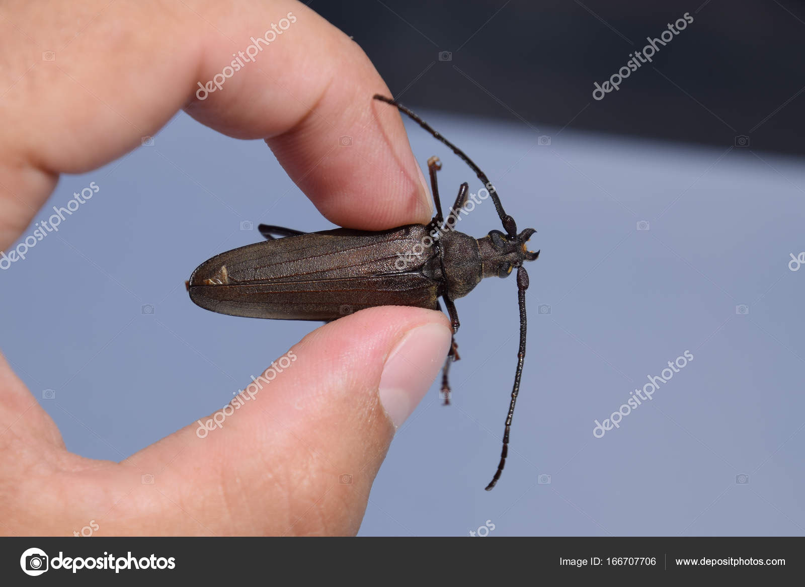 Beetle Bark Beetle Imago Insect Beetle Long Antennae — Stock Photo ...