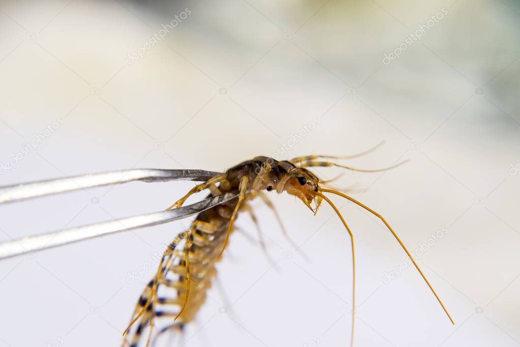 Scutigera Coleoptera Sujetado con pinzas. El atrapamoscas. Captador de ...