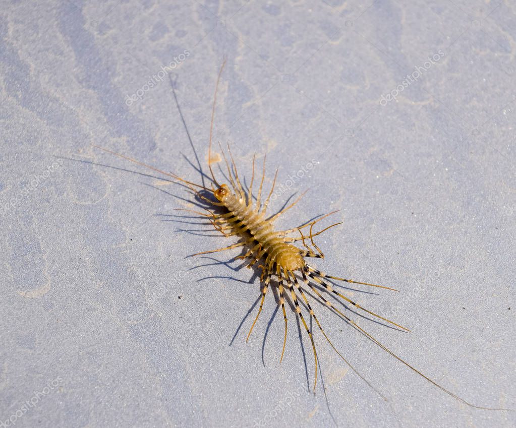 El atrapamoscas. Scutigera coleoptrata. Captador de ciempiés ...