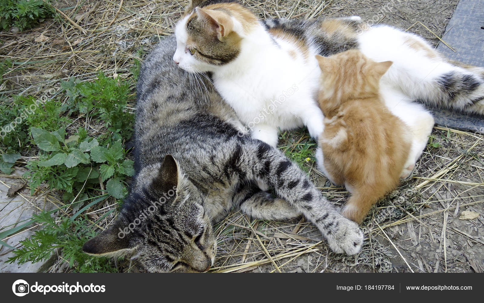 Three Cats Together Domesticated Cats Favorite Pets Our Homes — Stock ...