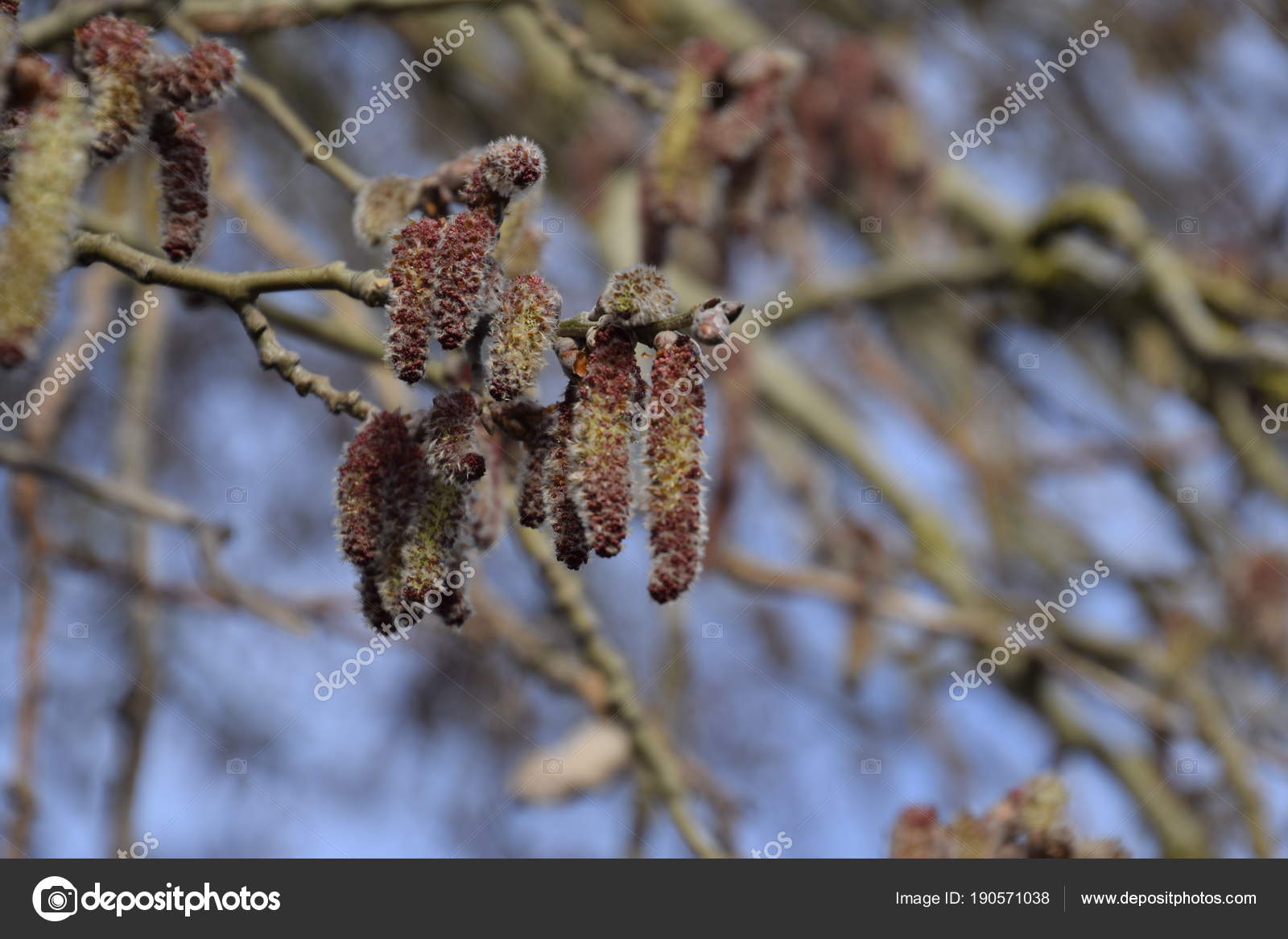 Silver Poplar Tree