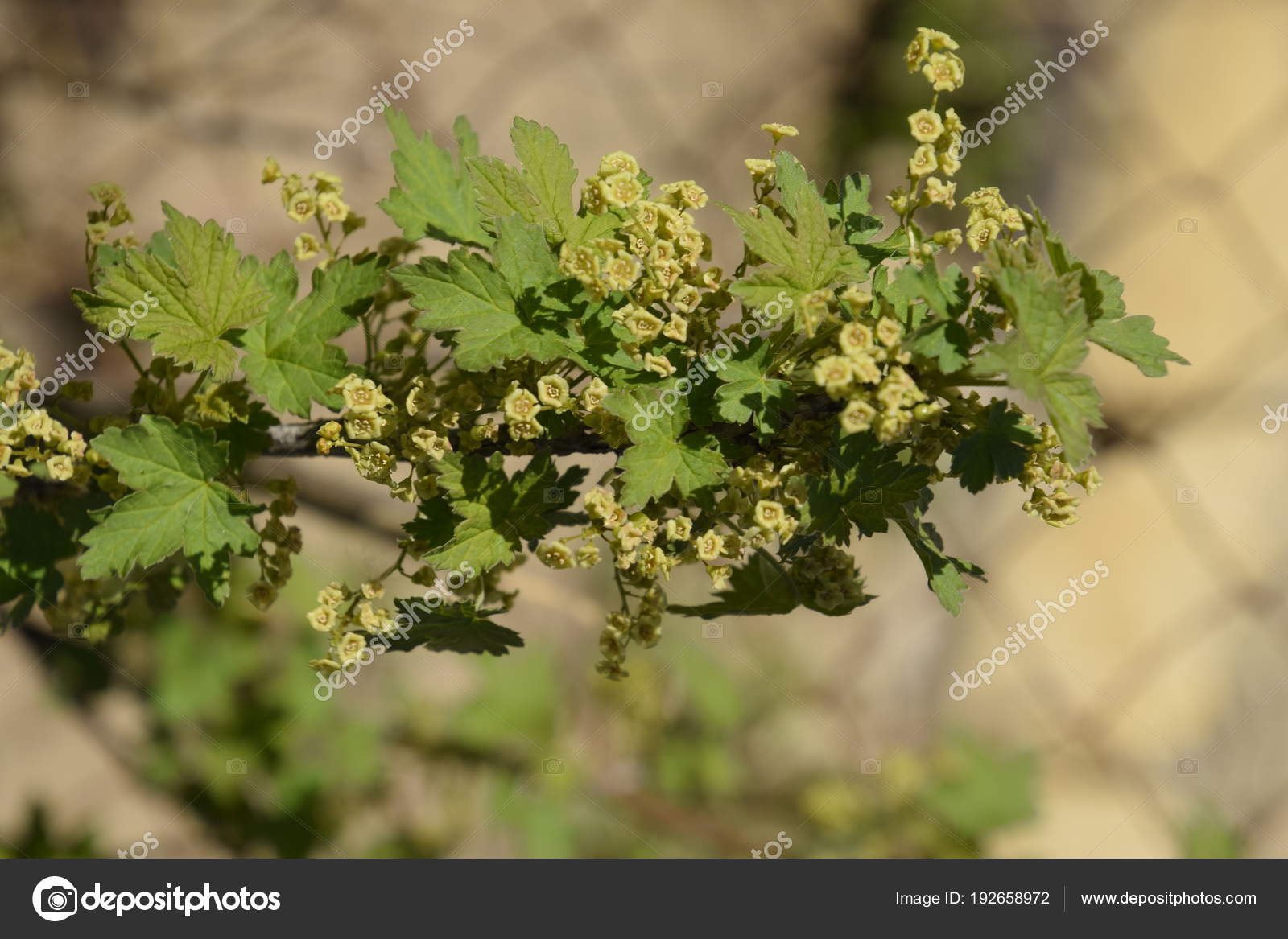 Flowers Red Currant Spring Stalk — Stock Photo © Leonid_Eremeychuk ...