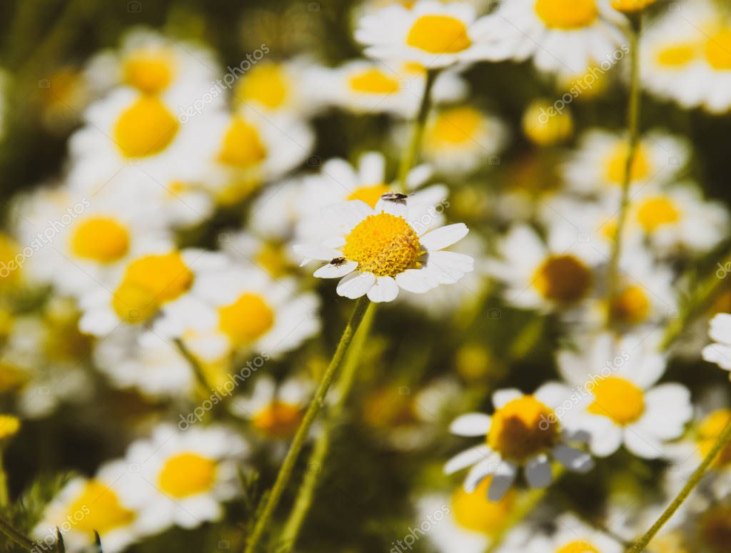 Flores de manzanilla. Manzanilla farmacéutica. Planta medicinal ...
