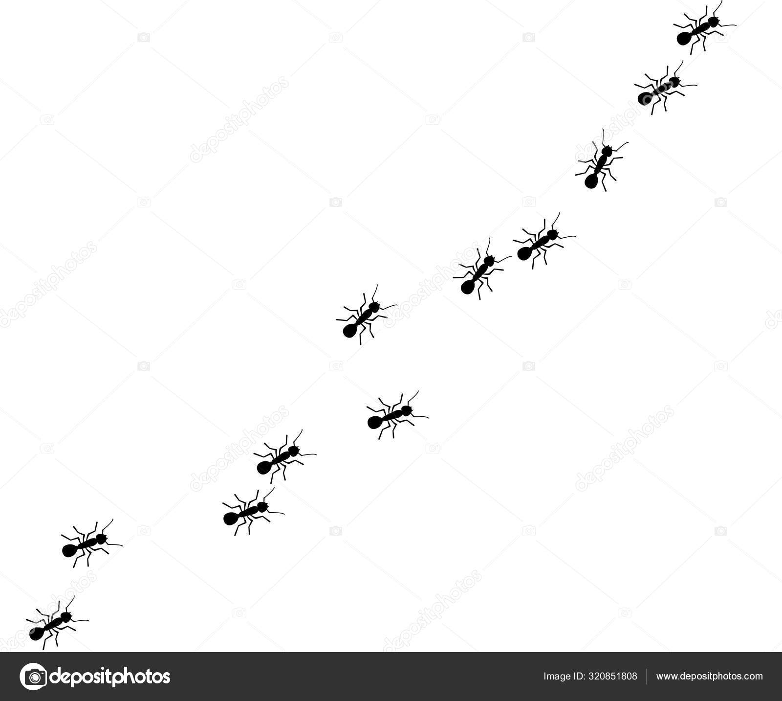 Ants Marching Clipart Black And White Flower