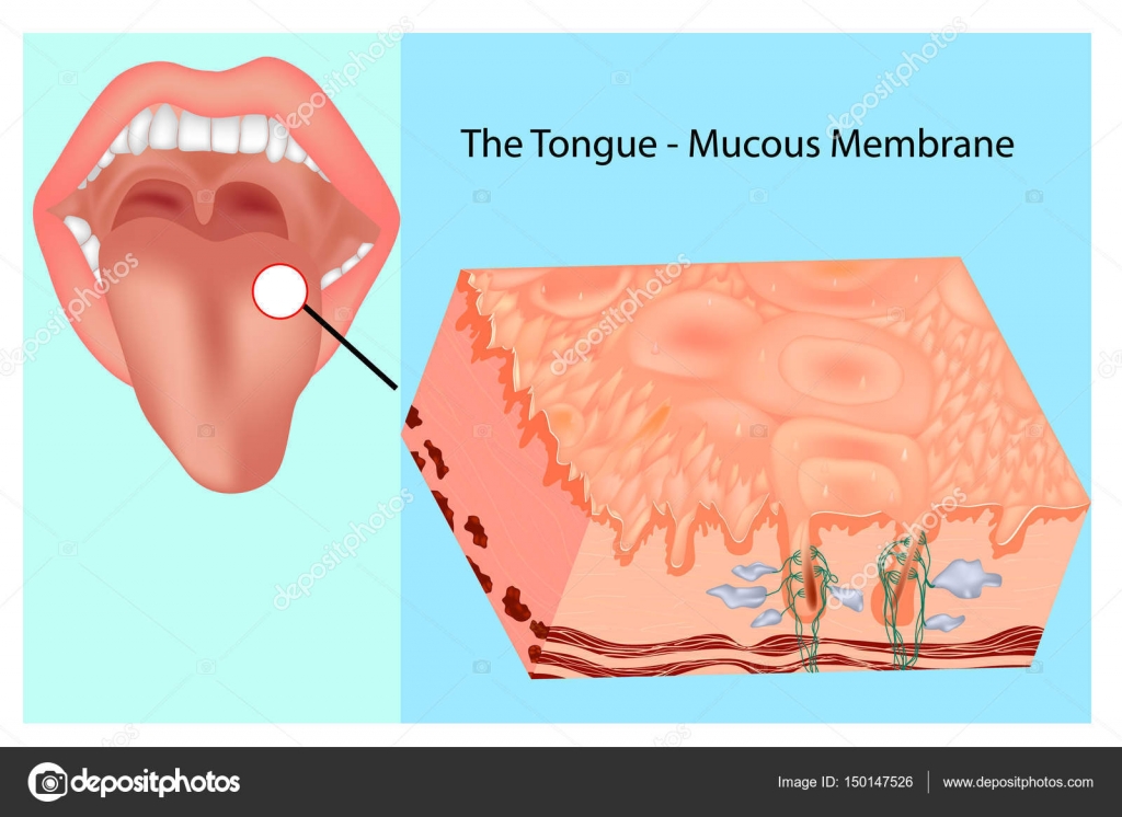 Oral mucous membrane. Structure of the tongue — Stock Vector © Sakurra ...