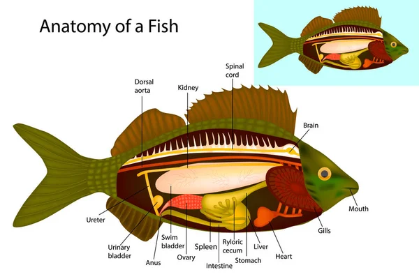 24,854,518 kuvapankin kuvituskuvaa haulla Fish anatomy | Depositphotos