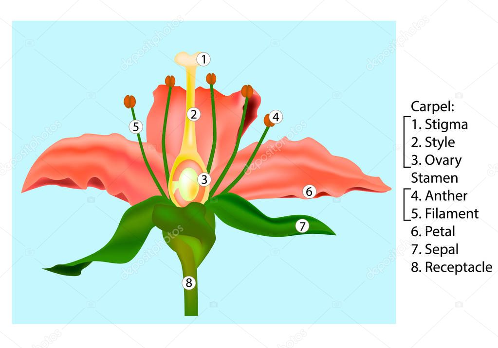 Diagrama de piezas de flores vectoriales. Anatomía de sección ...