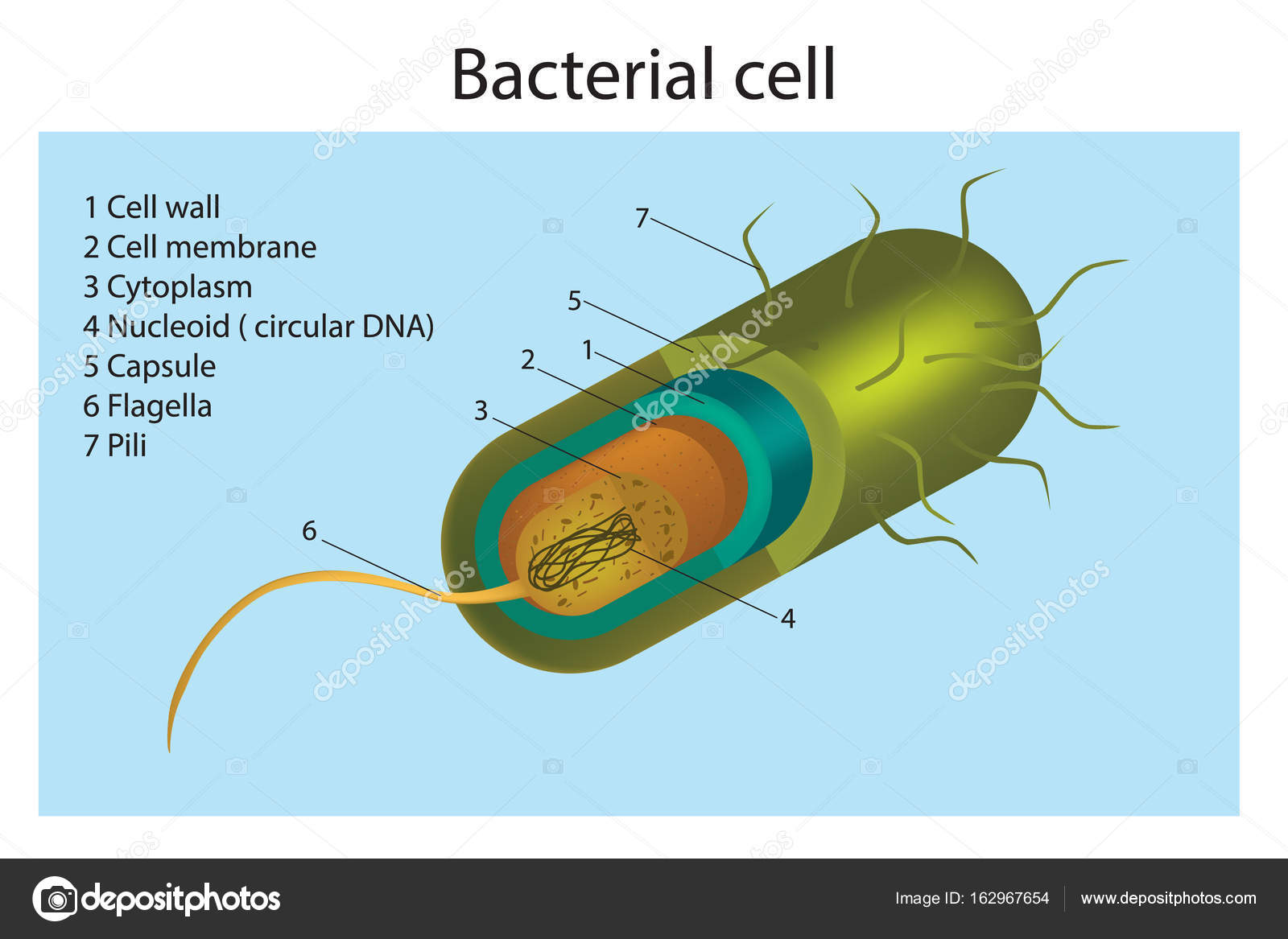 Illustration of the bacteria cell structure Stock Illustration by ... Illustration of the bacteria cell structure Stock Illustration by ...