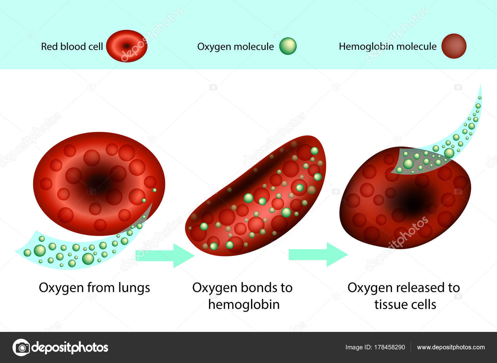 Rode Bloedcel Diagram