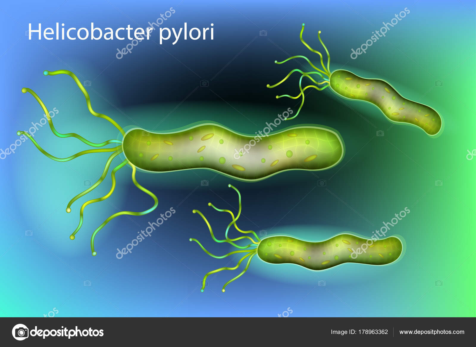 Helicobacter Pylori Campylobacter Pylori Vetor de stock de ©Sakurra ...
