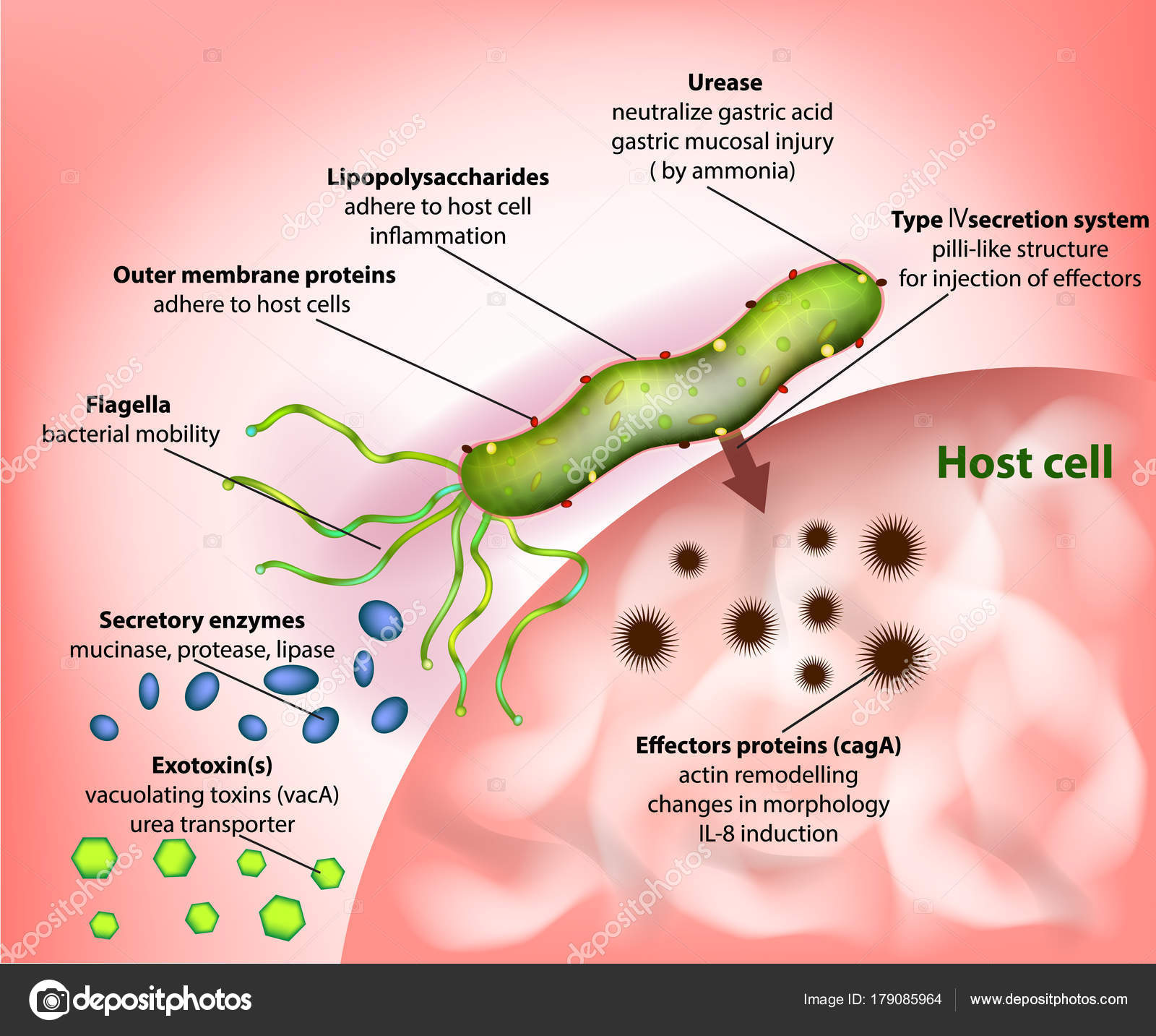 Understanding H Pylori And Ulcers In Your Child Saint