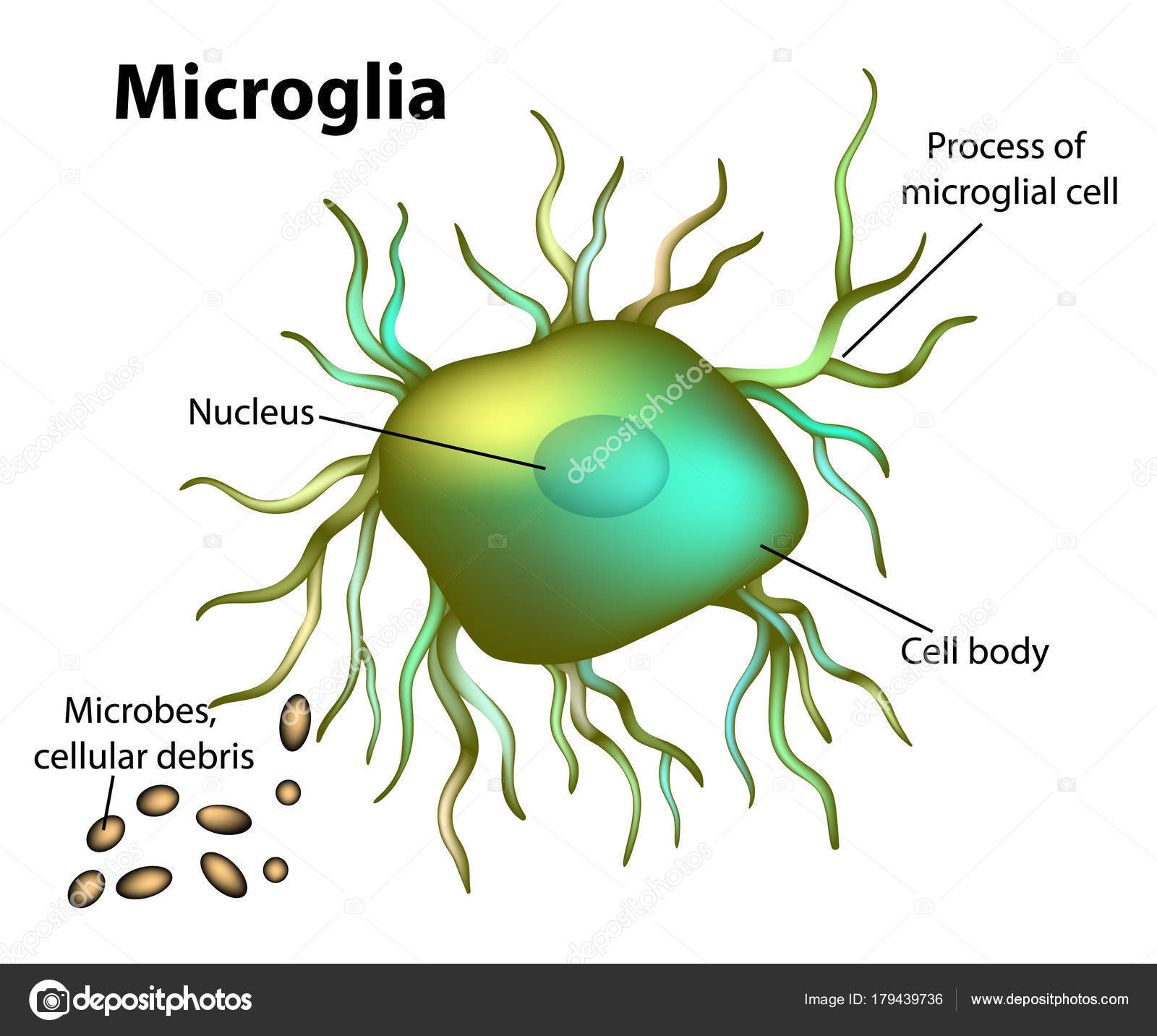 Structure Microglia Vector Illustration Stock Vector by ©Sakurra 179439736