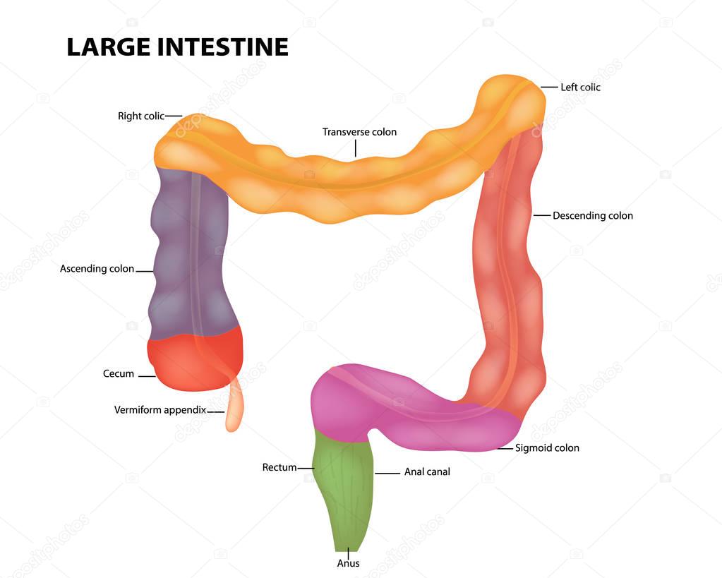 Anatomy Large Intestine Medical Illustration — Stock Vector © Sakurra ...