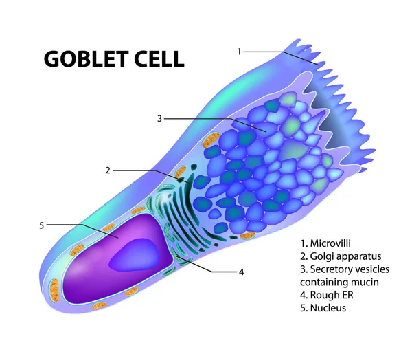 Goblet cell Vector Art Stock Images | Depositphotos