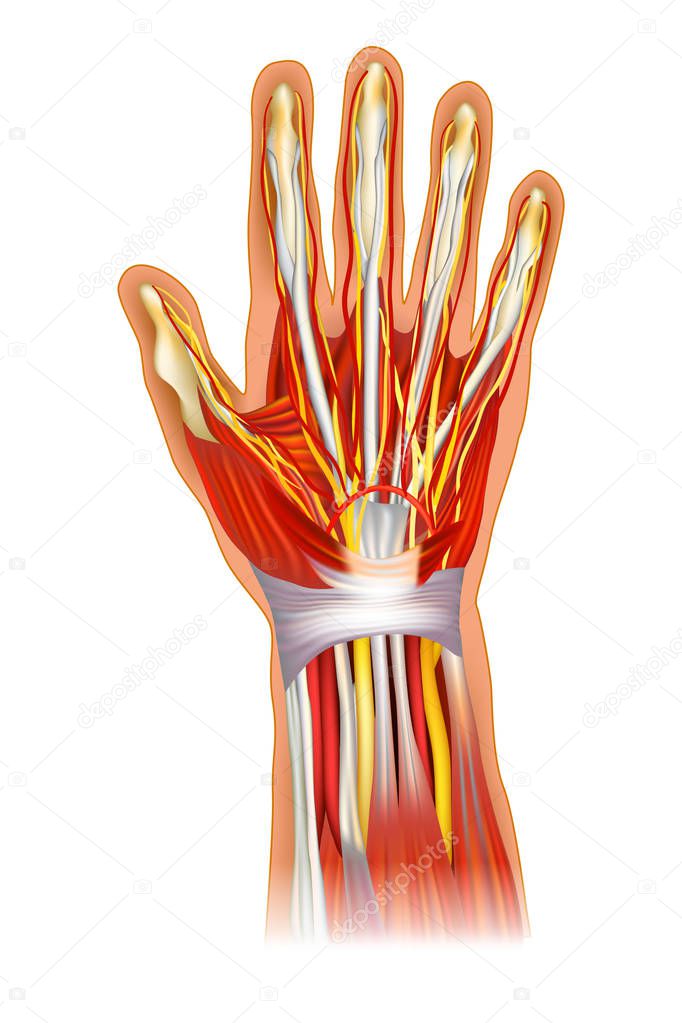 Ilustración de anatomía de la mano humana. Anatomía de la muñeca que ...