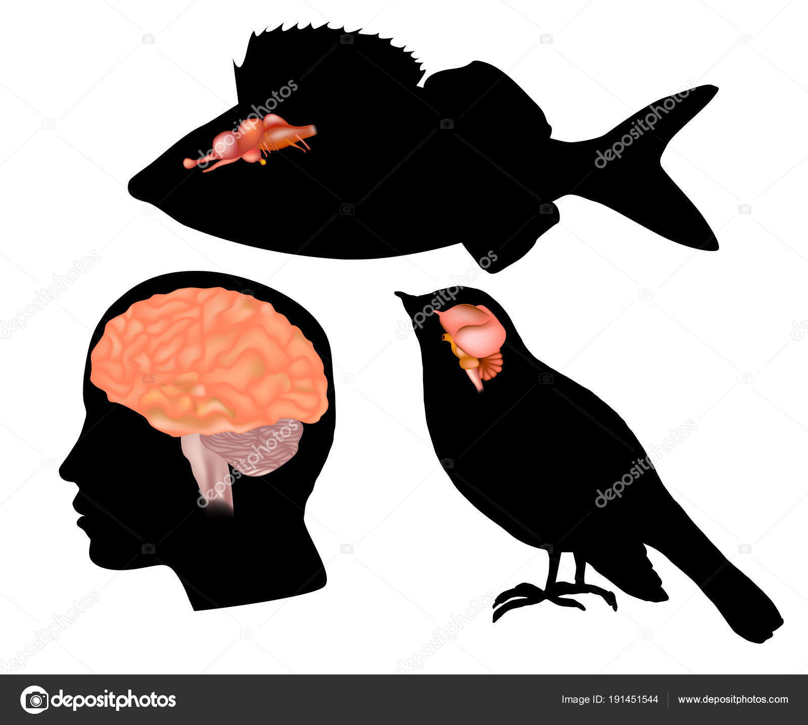Fish Brain Size