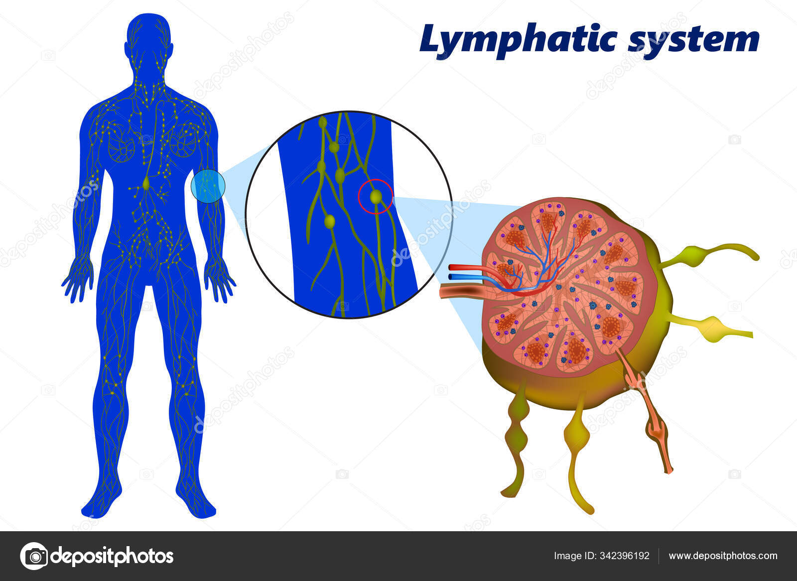 Sistem Limfatik Manusia Sistem Limfoid Sebuah Kelenjar Getah Bening ...